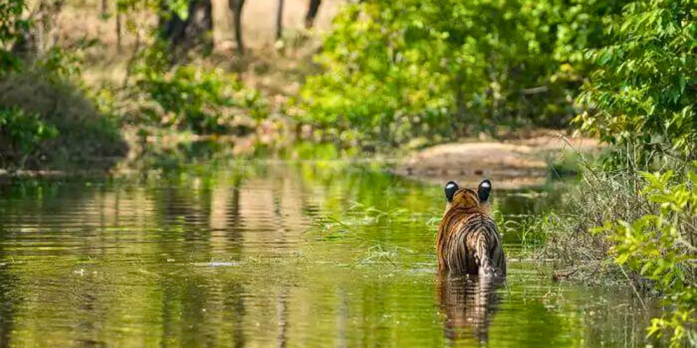 Top 10 Wildlife Safari Adventures in India – Explore Ridha Stay Charm