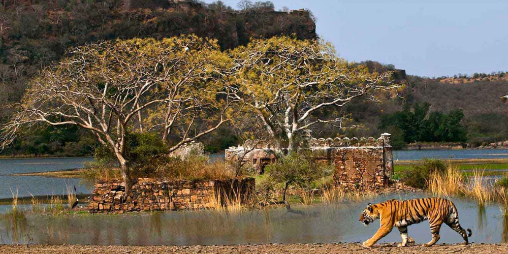 Top 10 Wildlife Safari Adventures in India – Explore Ridha Stay Charm